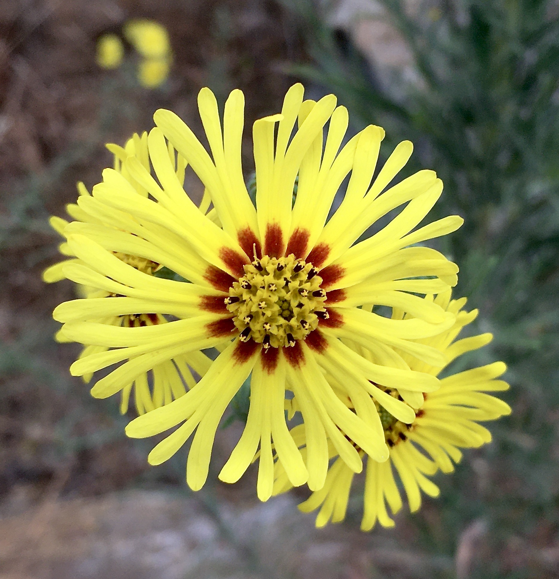 Madia Seeds & Other Revelations of Disturbance - Whole GardensWhole Gardens