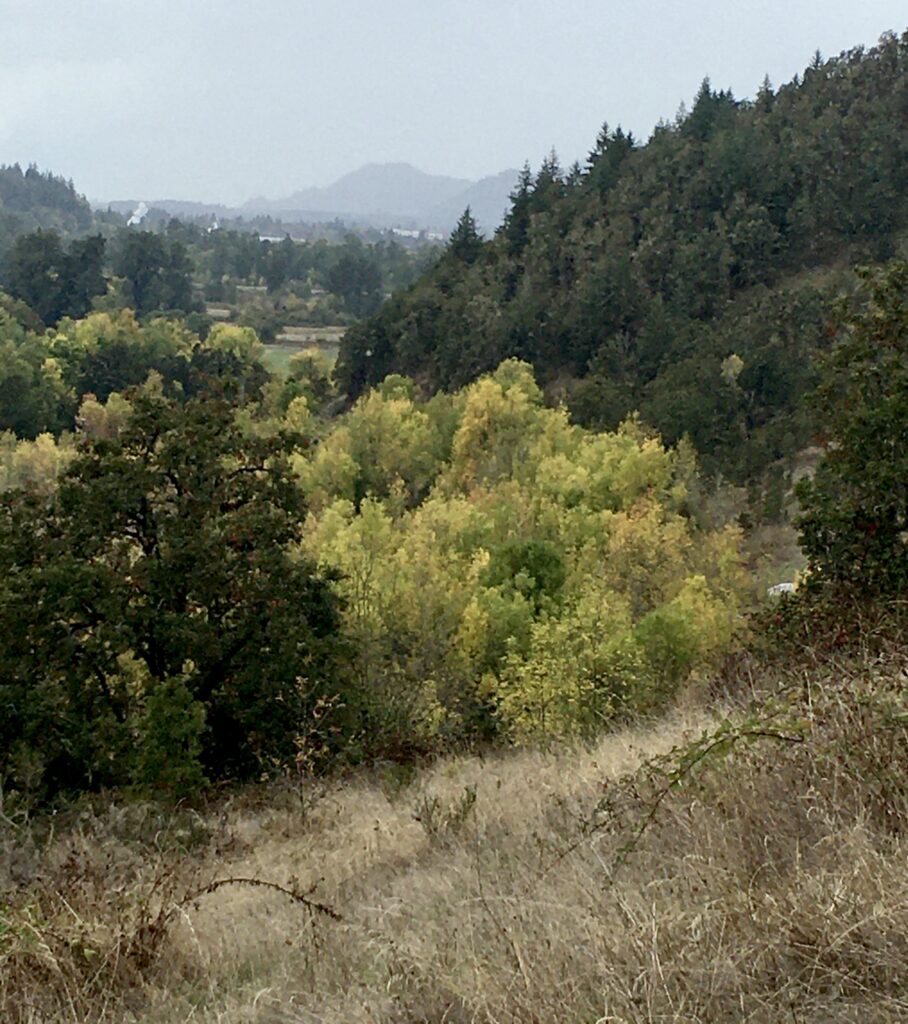 Plant of the Month - Oregon Ash - Whole GardensWhole Gardens